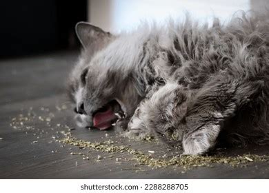 Thousand Catnip Royalty Free Images Stock Photos Pictures Shutterstock