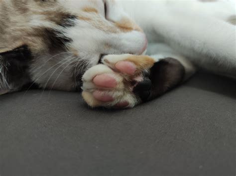 พส On Twitter 🐾