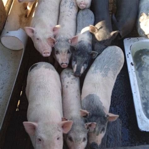 Поросята вьетнамской породы купить в Гайдуке цена 2 000 руб дата