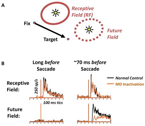 Thalamic Pathways For Active Vision Pmc