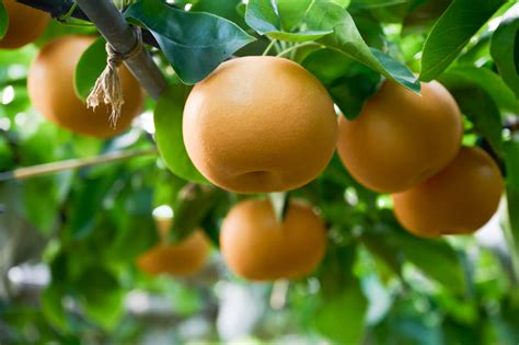 コロナ禍の今こそ、大切な人へ ”ひとをおもうための梨”熊本・荒尾梨の新ブランド「ことのみ」誕生 Foooood