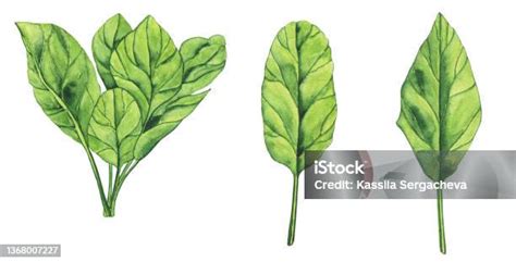 흰색 배경에 격리 된 수채화 시금치 요소 녹지 손 그리기 그림 그림 샐러드에 대한 신선한 녹색 잎 건강한 음식 0명에 대한 스톡 벡터 아트 및 기타 이미지 Istock