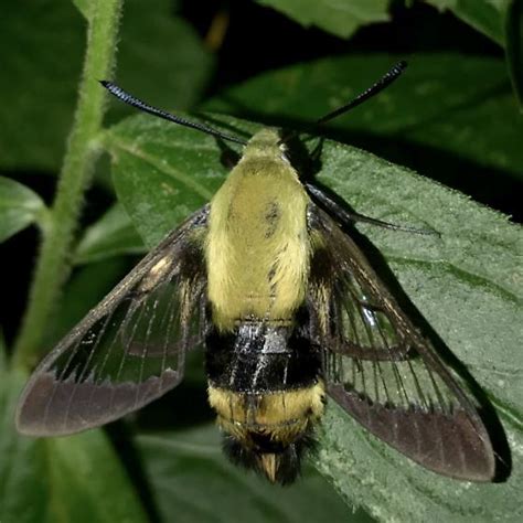 Hemaris Diffinis Bugguide Net