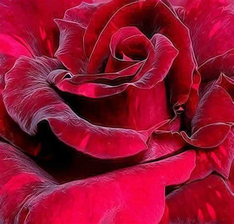 Vislumbre Sobre El Simbolismo De La Rosa Esperanza