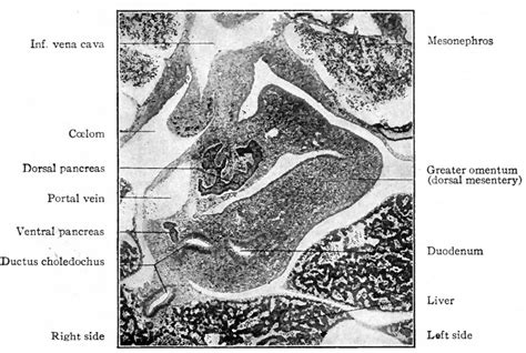 Endocrine Pancreas Development Embryology
