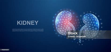 신장 3d 낮은 폴리 기호 방문 페이지 템플릿에 대한 통증 센터 신장 통증 비뇨기 디자인 그림 개념 다각형 장기 그림 3차원
