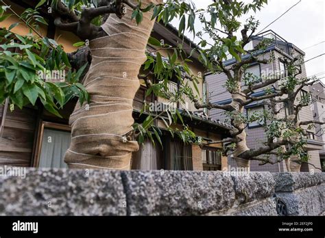 Insulation Tree Protection Wrapping Bandages On A Tree In Urban Nerima City Tokyo Japan Stock