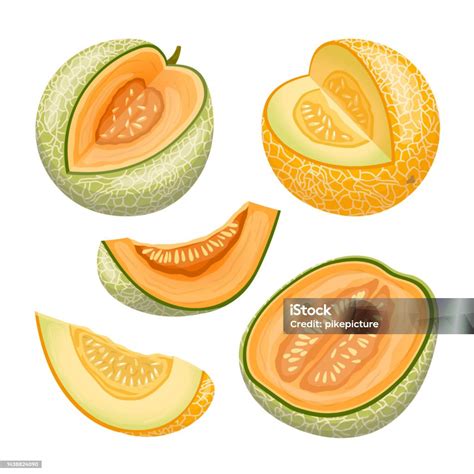 Ilustrasi Vektor Kartun Set Buah Melon Melon Ilustrasi Stok Unduh Gambar Sekarang Blewah