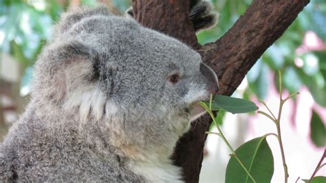 Koalas Eating Eucalyptus Leaves