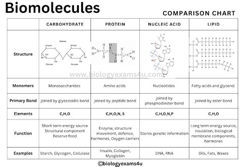 Biomolecules Comparison Chart Download Pdf