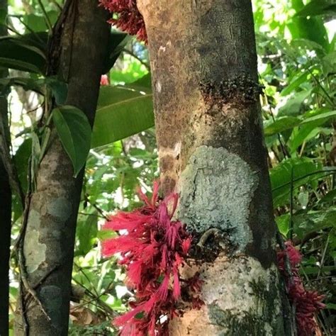 Amyema Artensis Plant Care And How To Grow Water