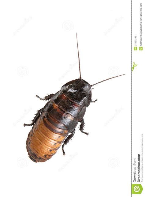 Hissing Cockroach Clipart 20 Free Cliparts Download Images On