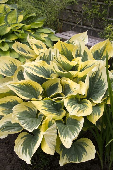 Liberty Hosta Pahls Market Apple Valley Mn