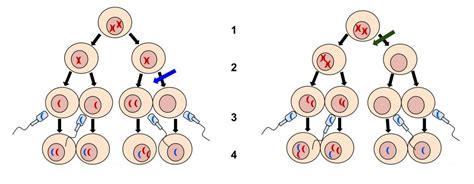 Aneuploidy Vs Polyploidy What Is Aneuploidy How Is It Different From Polyploidy