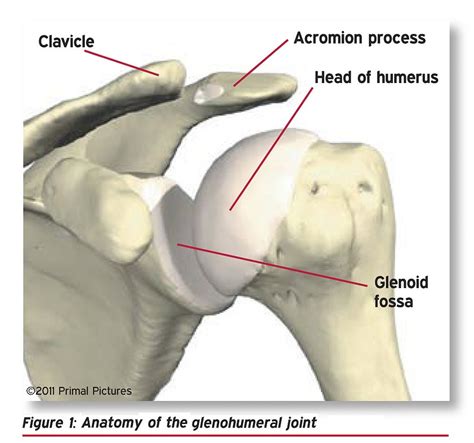 Glenoid Cavity