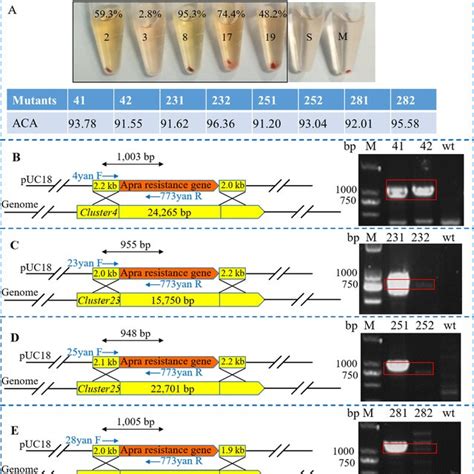 Anti Complement Activity And The Knockout Mutant Construction Of