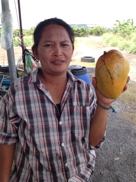 มะม่วงมะพร้าวปากีสถาน สายพันธุ์นี้ถือเป็นมะม่วงลูกใหญ่มาก นิยมประทานสุกมากกว่าดิบ เมื่อสุกจะหวาน
