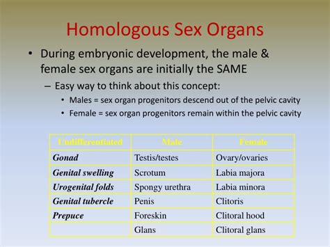 Ppt The Reproductive System Powerpoint Presentation Id 304200