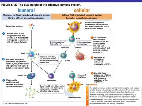Ppt The Adaptive Immune System Powerpoint Presentation Id 4009998