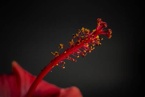 La Naturaleza Del Sexo Photographies On Behance