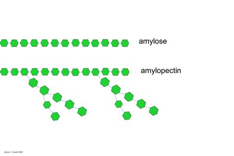 Potato Starch Structure