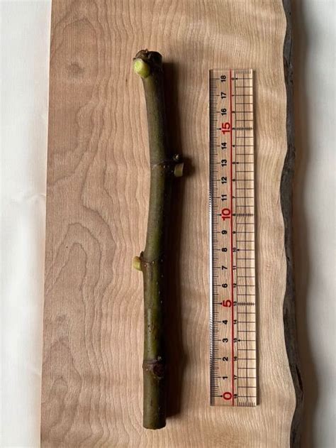 Yahoo オークション イチジク挿し穂 ラズベリーラテ Raspberry Latte