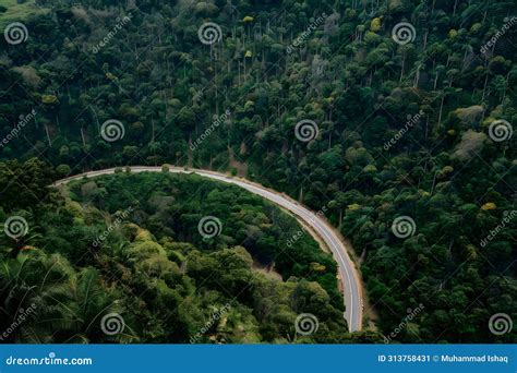 gran angular captura el bosque tropical y el sinuoso camino por debajo
