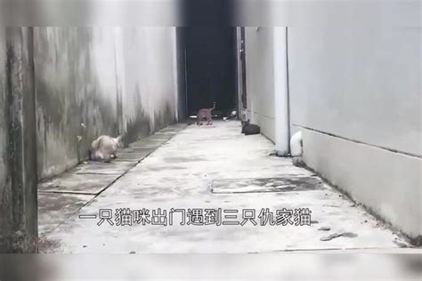 男子滑雪遭遇雪崩若不是镜头拍下都不敢相信是真的 雪崩 镜头 滑雪