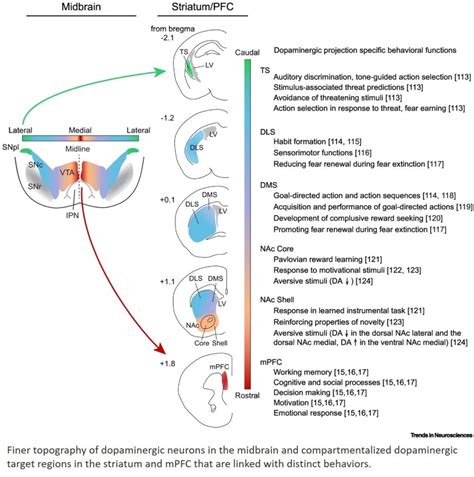 Functionally Segregated Dopaminergic Circuits Sciencemission