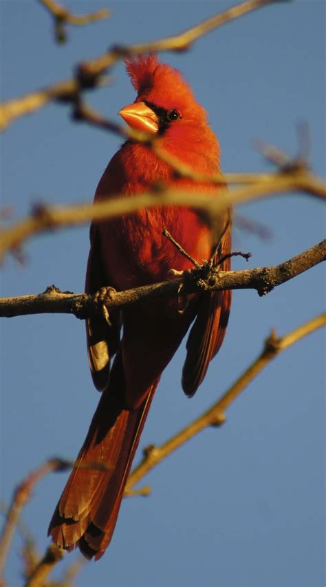 Butlers Birds Northern Cardinal