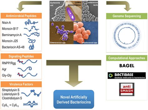 Functional Diversity Of Ribosomally Produced Bacterial Download