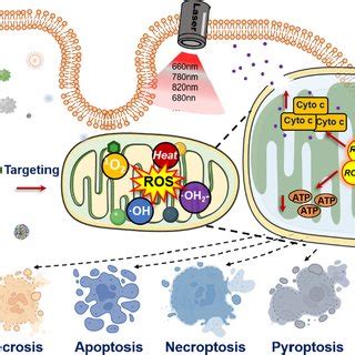 Schematic Illustration Of The Mitochondria Targeting Strategies And Download Scientific Diagram