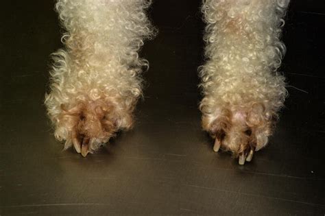 Canine Pododermatitis Veterinary Clinics Small Animal Practice