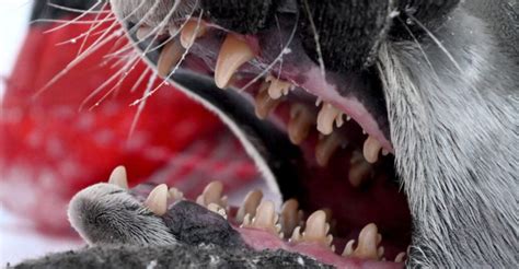 17 Animals With Teeth So Strange They Break The Rules Of Biology
