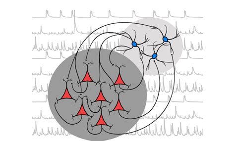 Excitatory Inhibitory Networks Universität Tübingen