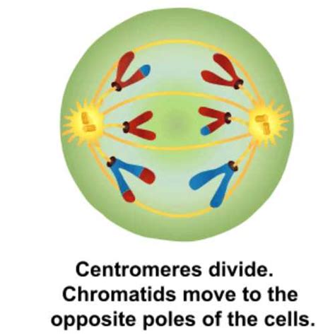 Understanding Anaphase 1 A Visual Explanation