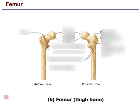 Ch 7 Femur Proximal Diagram Quizlet