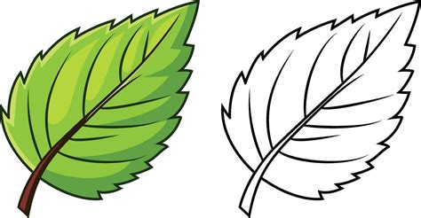 Sakura Leaf Vector Illustration Cherry Blossom Or Japanese Cherry Leaf