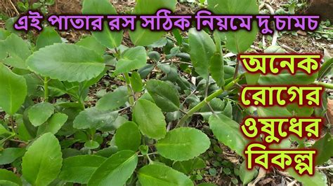 পাথরকুচি পাতার ম্যাজিক জানলে অবাক হবেন Youtube