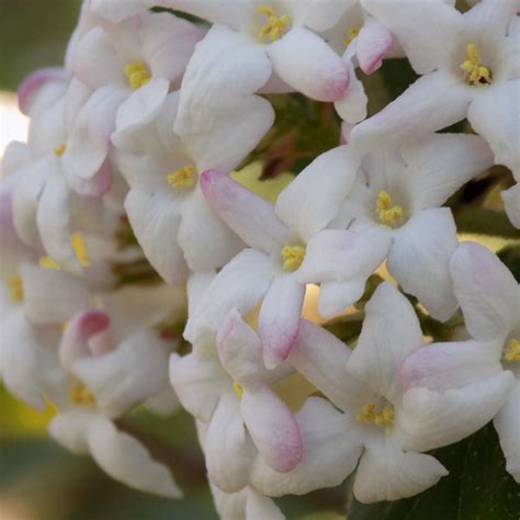 Viburnum Mohawk Birkwood Viburnum Sugar Creek Gardens Sugar Creek