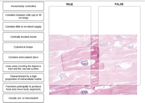 Solved Please Help Filling In The Following Blanks Drag