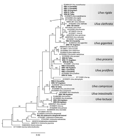 1 phylogenetic tree inferred from a ml analysis of partial rbcl