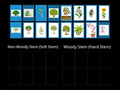 Classify The Following Plants To The Correct Types Of Stem Group Sort