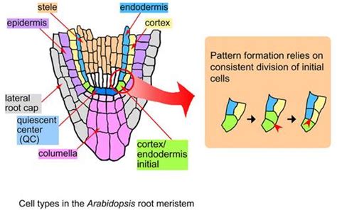 What Are The Functions Of The Endodermis Of A Root