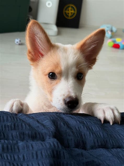 주먹대장 랄프 ͟͟͞͞Ꙭ̮ 내 이름 랄프 인생 3개월차 나도 멋찐 엉아가 될꺼야 🐾 방멍록 강아지릴스 주먹대장랄프 랄프 강아지성장기 퍼피 Instagram