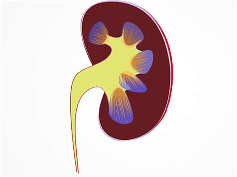 Hyperphosphatemia Symptoms Causes Diagnosis And Treatment