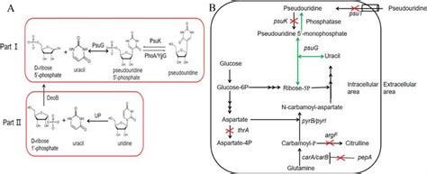 Application Notes Boc Sciences