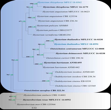 Maximum Likelihood Analysis With 1000 Bootstrap Replicates Yielded A