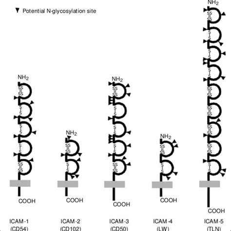 Selectins And Selectin Ligands A Schematic Structures Of Selectins