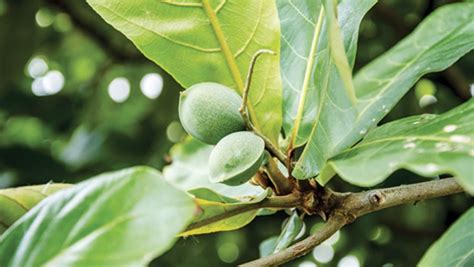 Pohon Ketapang Taksonomi Morfologi Sebaran Habitat And Manfaat Porn Sex Picture